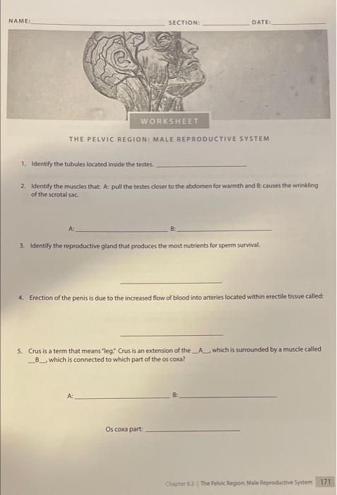 Solved NAME: SECTION: DATE: WORKSHEET THE PELVIC REGION: | Chegg.com