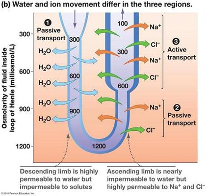 Solved A drug that inhibits chloride pumping out of the | Chegg.com