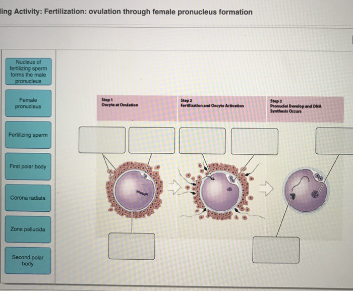 Solved ling Activity: Fertilization: ovulation through | Chegg.com