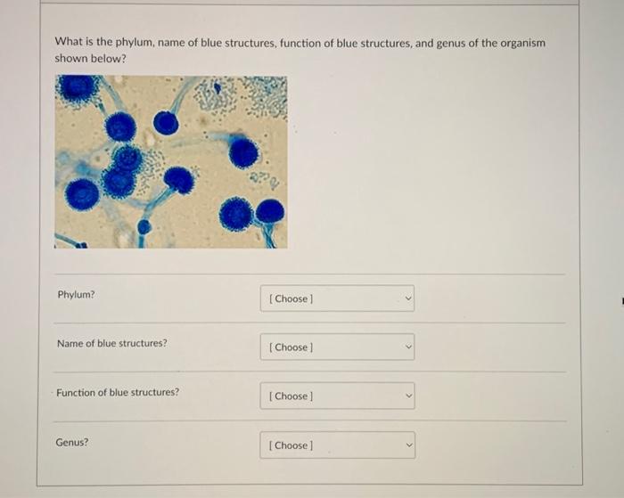What is the phylum, name of blue structures, function | Chegg.com