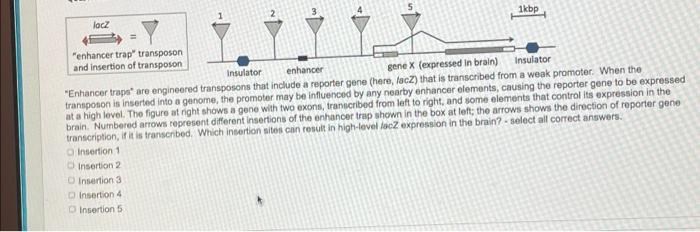 Solved locz 1kbp "enhancer trap" transposon and Insertion of | Chegg.com