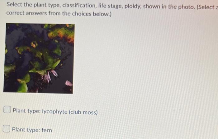 WORD BANK: microphyll, megaphyll, cone, spore, | Chegg.com