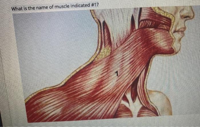Solved What is the name of muscle indicated #17 Identify | Chegg.com