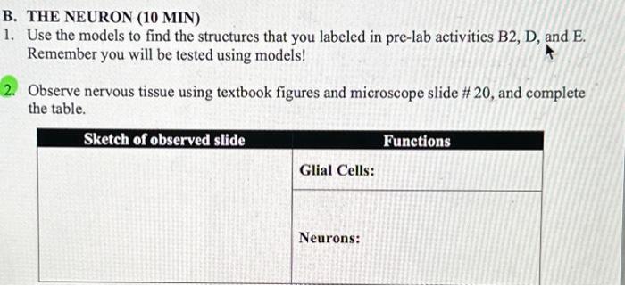 Solved B. THE NEURON (10 MIN) 1. Use the models to find the | Chegg.com