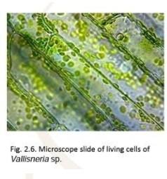 Solved Fig. 2.6. Microscope slide of living cells of | Chegg.com