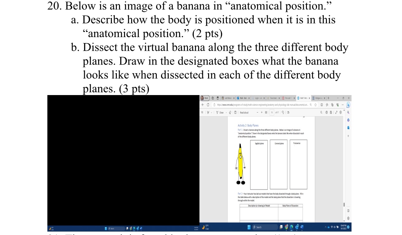 Solved Below is an image of a banana in anatomical | Chegg.com
