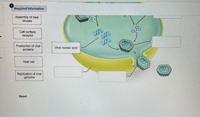 Solved Label this generalized diagram of viral replication. | Chegg.com