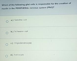 Solved Which of the following glial cells is responsible for | Chegg.com