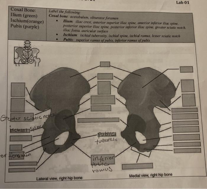Solved Lab 01 Coxal Bone: llium (green) Ischium(orange) | Chegg.com