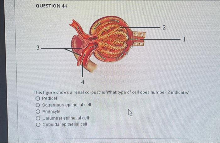 Solved QUESTION 44 This figure shows a renal corpuscle. What | Chegg.com