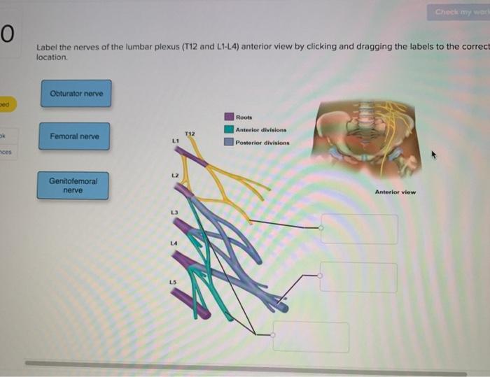 Solved Check my wo 0 Label the nerves of the lumbar plexus | Chegg.com