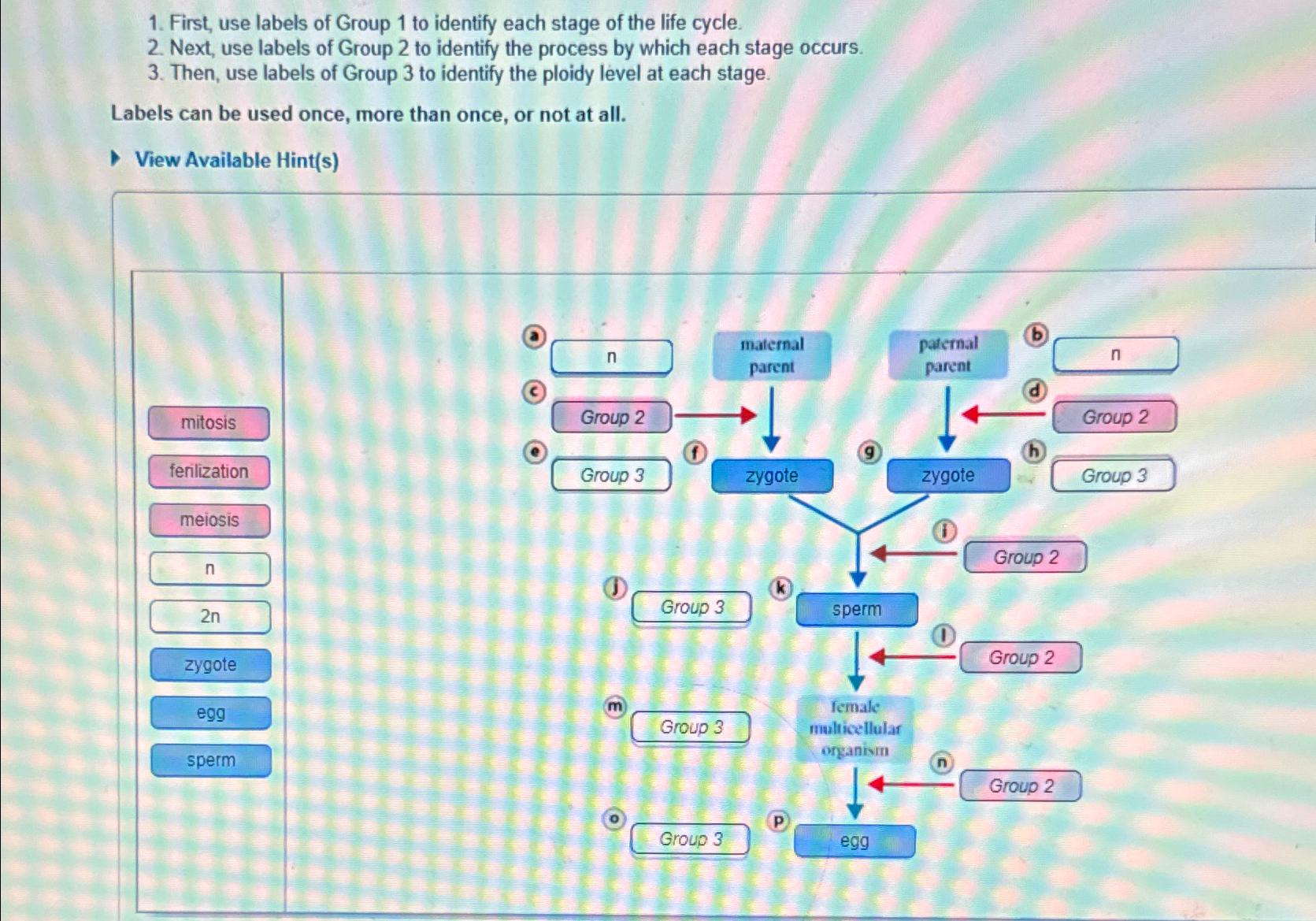 Solved First, use labels of Group 1 ﻿to identify each stage | Chegg.com