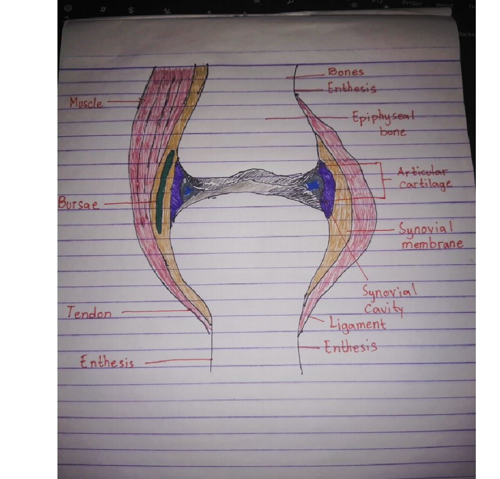 Solved Priser Bones Enthesis Muscle Epiphyseal bore | Chegg.com