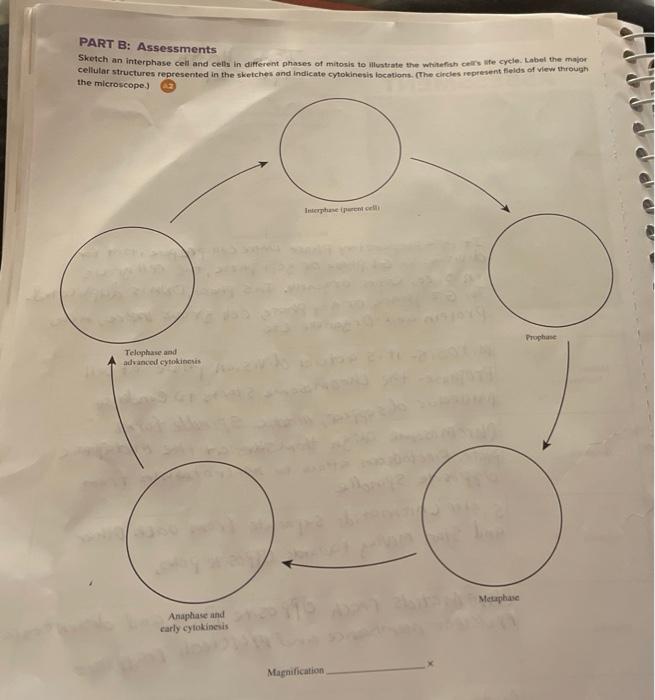 PART B: Assessments Sketch an interphase cell and | Chegg.com