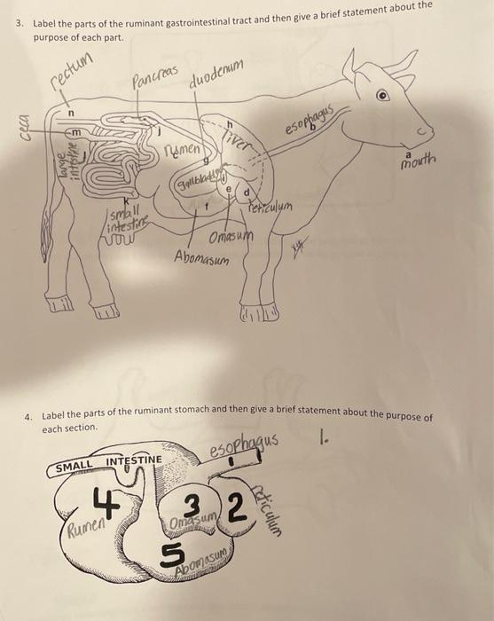 Solved 3. Label the parts of the ruminant gastrointestinal | Chegg.com