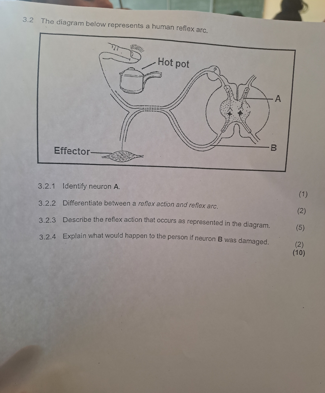 Solved 3.2 ﻿The diagram below represents a human reflex | Chegg.com