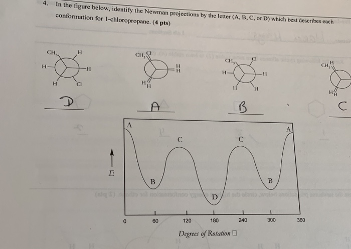 Solved 4. In the figure below, identify the Newman | Chegg.com