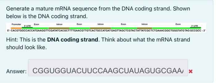 Solved Generate a mature mRNA sequence from the DNA coding | Chegg.com