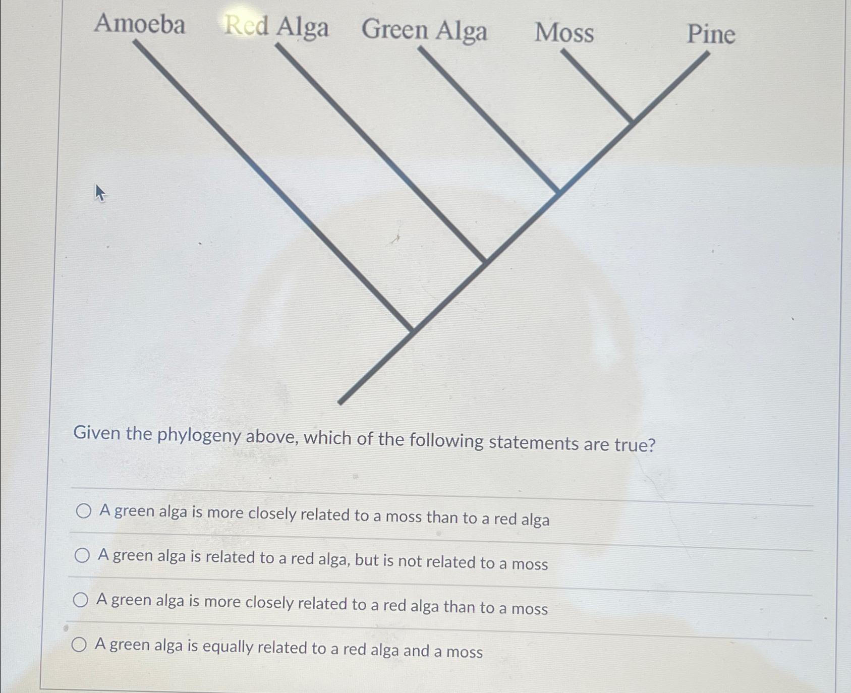 Solved Given the phylogeny above, which of the following | Chegg.com