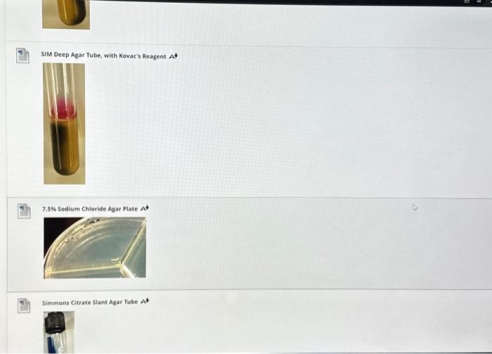 Solved Nutrient Agar, Culture Growth Gram stain Crystal | Chegg.com