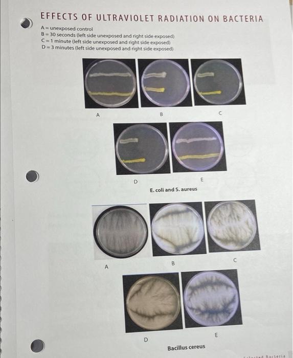 No growth=(-) Bacteria Unexposed control O Minutes 30 | Chegg.com