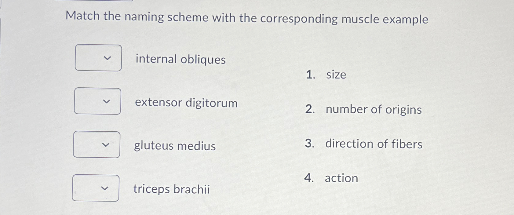 Solved Match the naming scheme with the corresponding muscle | Chegg.com