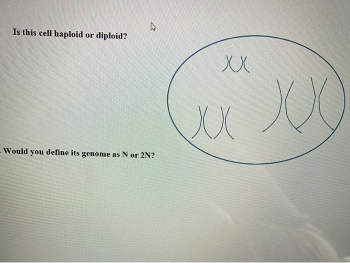 Solved Is this cell haploid or diploid? Would you define its | Chegg.com