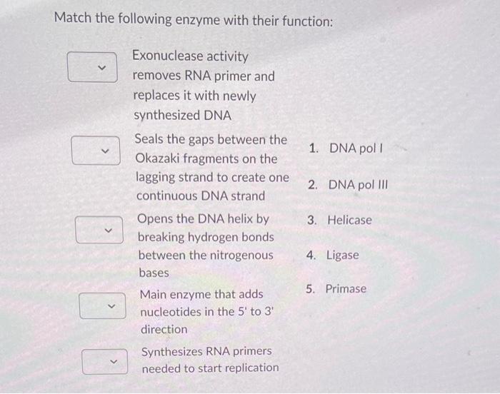 Solved Match the following enzyme with their function: | Chegg.com