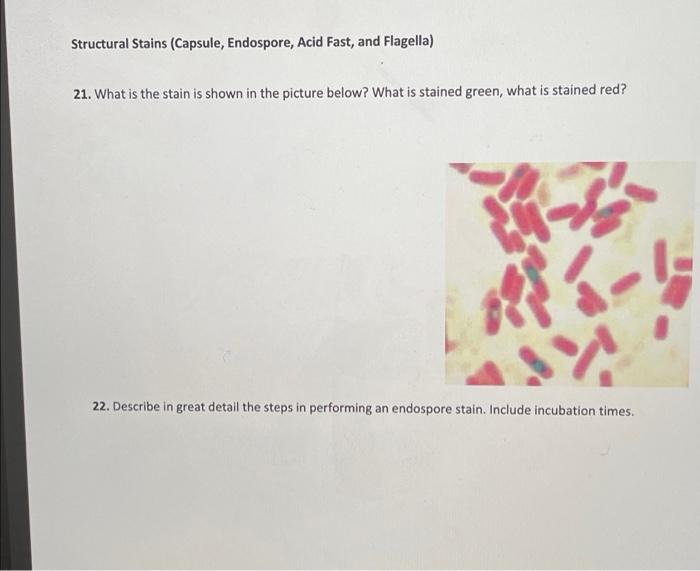 Solved Structural Stains (Capsule, Endospore, Acid Fast, and | Chegg.com