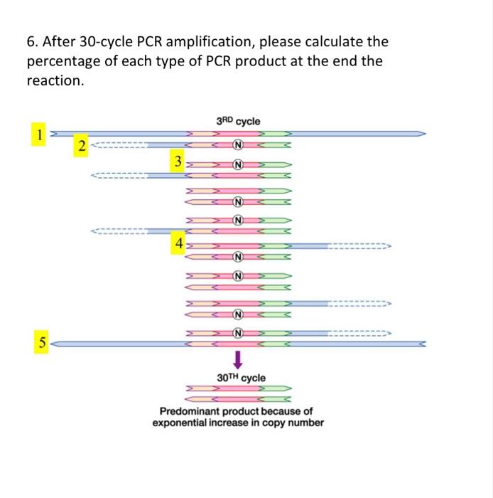 Solved 6. After 30-cycle PCR amplification, please calculate | Chegg.com
