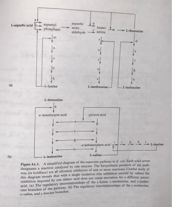 Solved Consider the metabolic pathway based on aspartic acid | Chegg.com