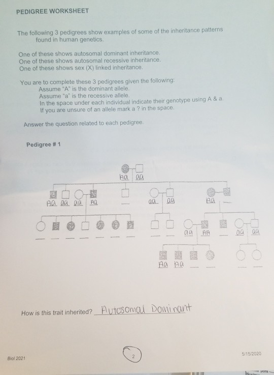 Solved PEDIGREE WORKSHEET The following 3 pedigrees show | Chegg.com