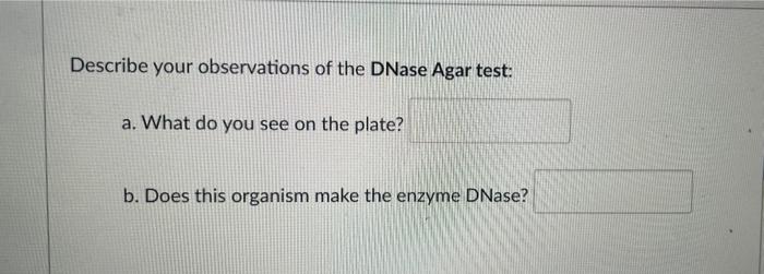 Solved Describe your observations of the DNase Agar test: a. | Chegg.com