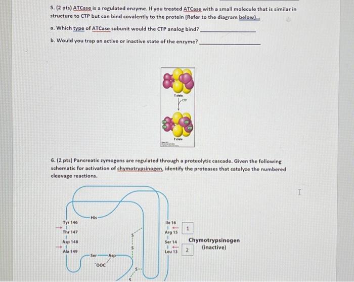 Solved 5 2 Pts Atcase Is A Regulated Enzyme If You