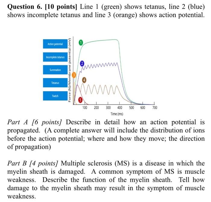 Solved Question 6. [10 points] Line 1 (green) shows tetanus, | Chegg.com