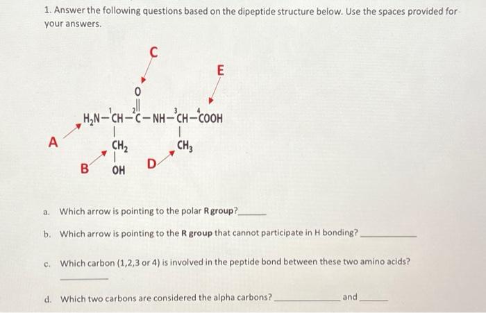 Solved answer the following questions based on the dipeptide | Chegg.com