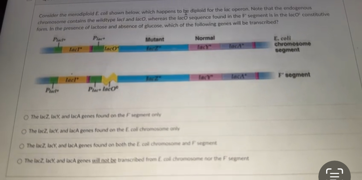 Solved Consider the merodiplold E. ﻿coll shown below, which | Chegg.com