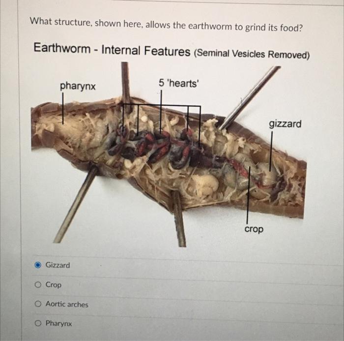 Solved Rabbits consume their own "pre-feces," or cecotropes. | Chegg.com