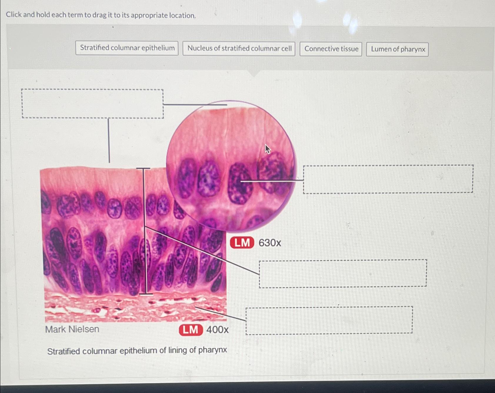 Click and hold each term to drag it to its | Chegg.com