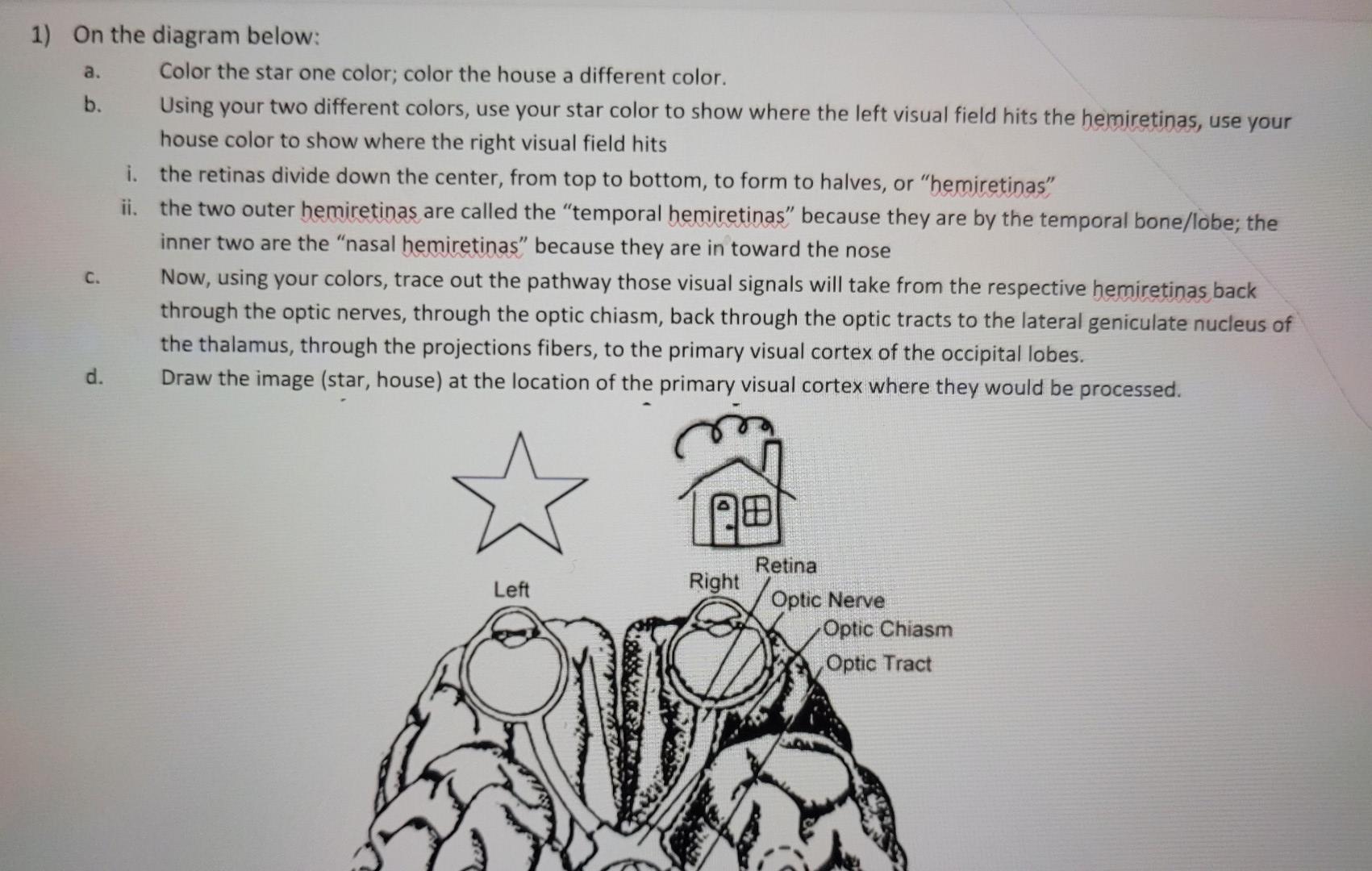 Solved 1) On the diagram below: a. Color the star one color; | Chegg.com