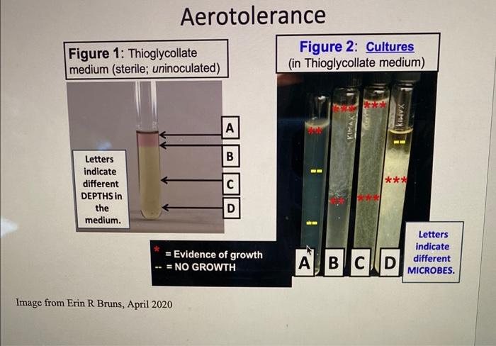 Solved Aerotolerance Figure 1: Thioglycollate medium | Chegg.com