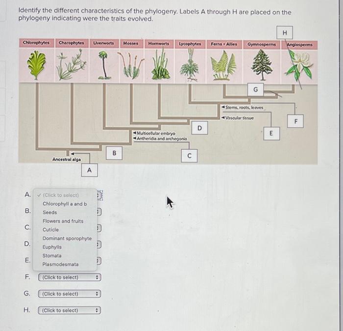 Solved Identify the different characteristics of the | Chegg.com