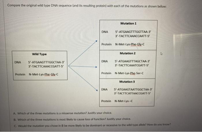 Solved Compare the original wild type DNA sequence (and its | Chegg.com