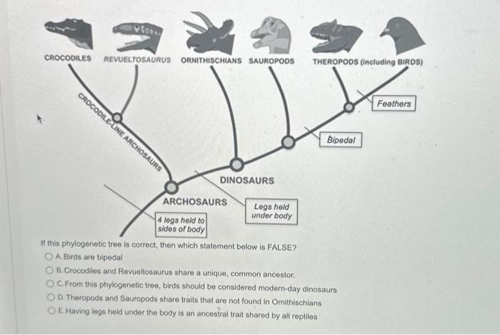 Solved A. Birds are bipedal B. Crocodiles and Revueltosaurus | Chegg.com