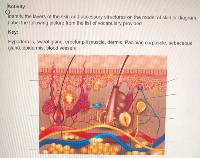 Solved Activity Identify Tdentify the layers of the skin and | Chegg.com