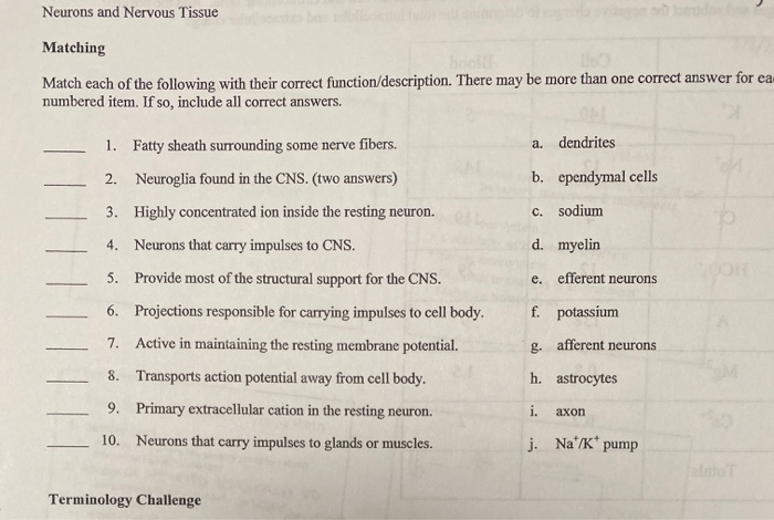 Solved Neurons and Nervous Tissue Matching Match each of the | Chegg.com