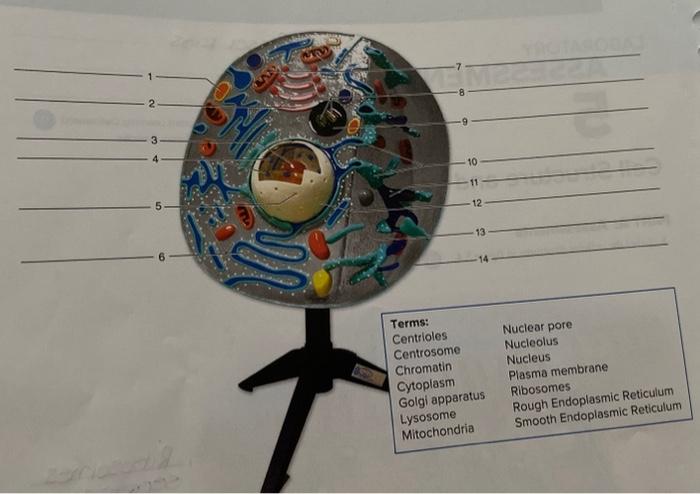 Solved label the cellular structure | Chegg.com