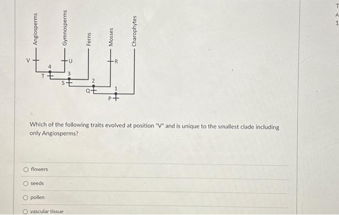 Solved Which of the following traits evolved at position " V | Chegg.com