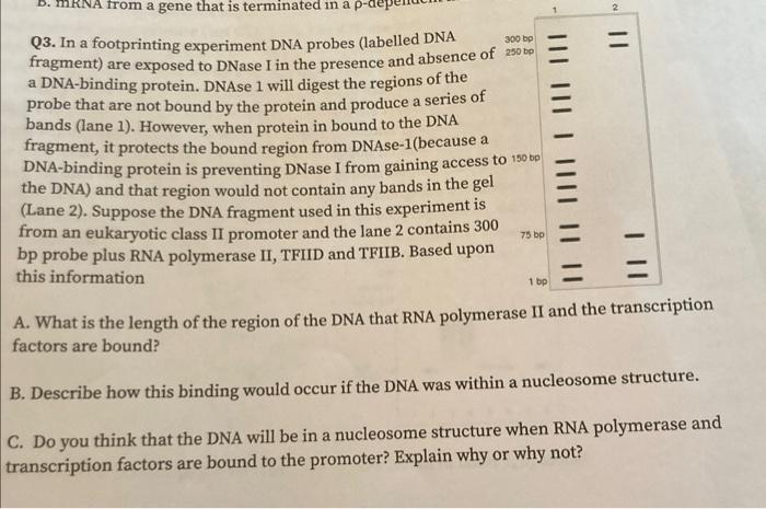 Solved Q3. In a footprinting experiment DNA probes (labelled | Chegg.com