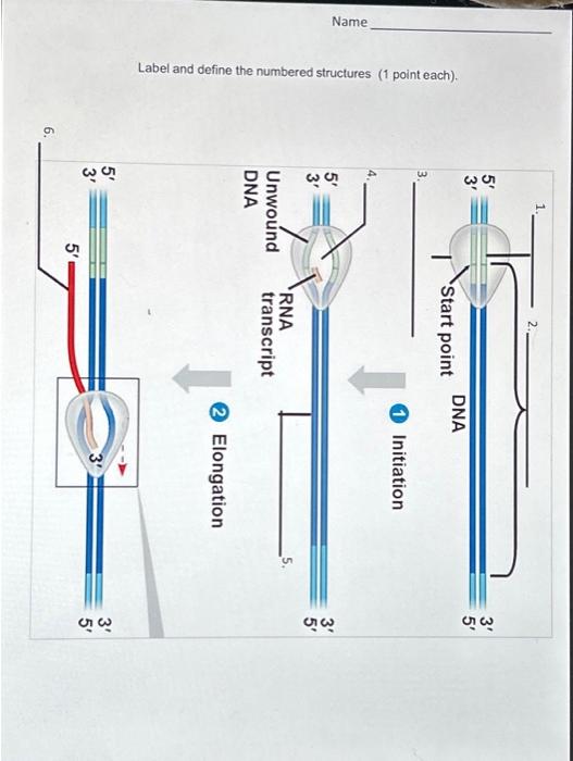 Solved Label and define the numbered structures (1 point | Chegg.com